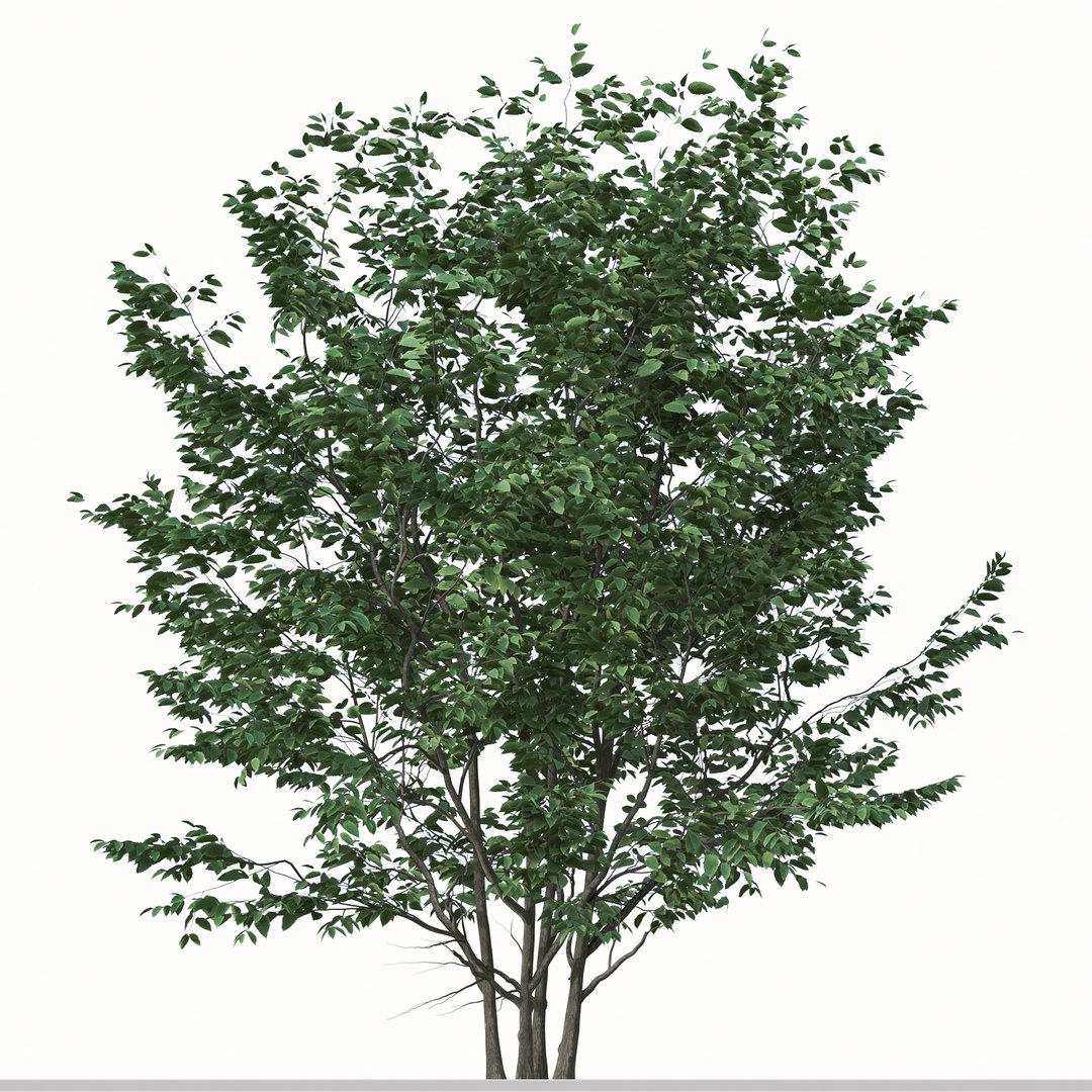 Set Of Parrotia Persica Odr Persian Ironwood Trees Model - TurboSquid ...