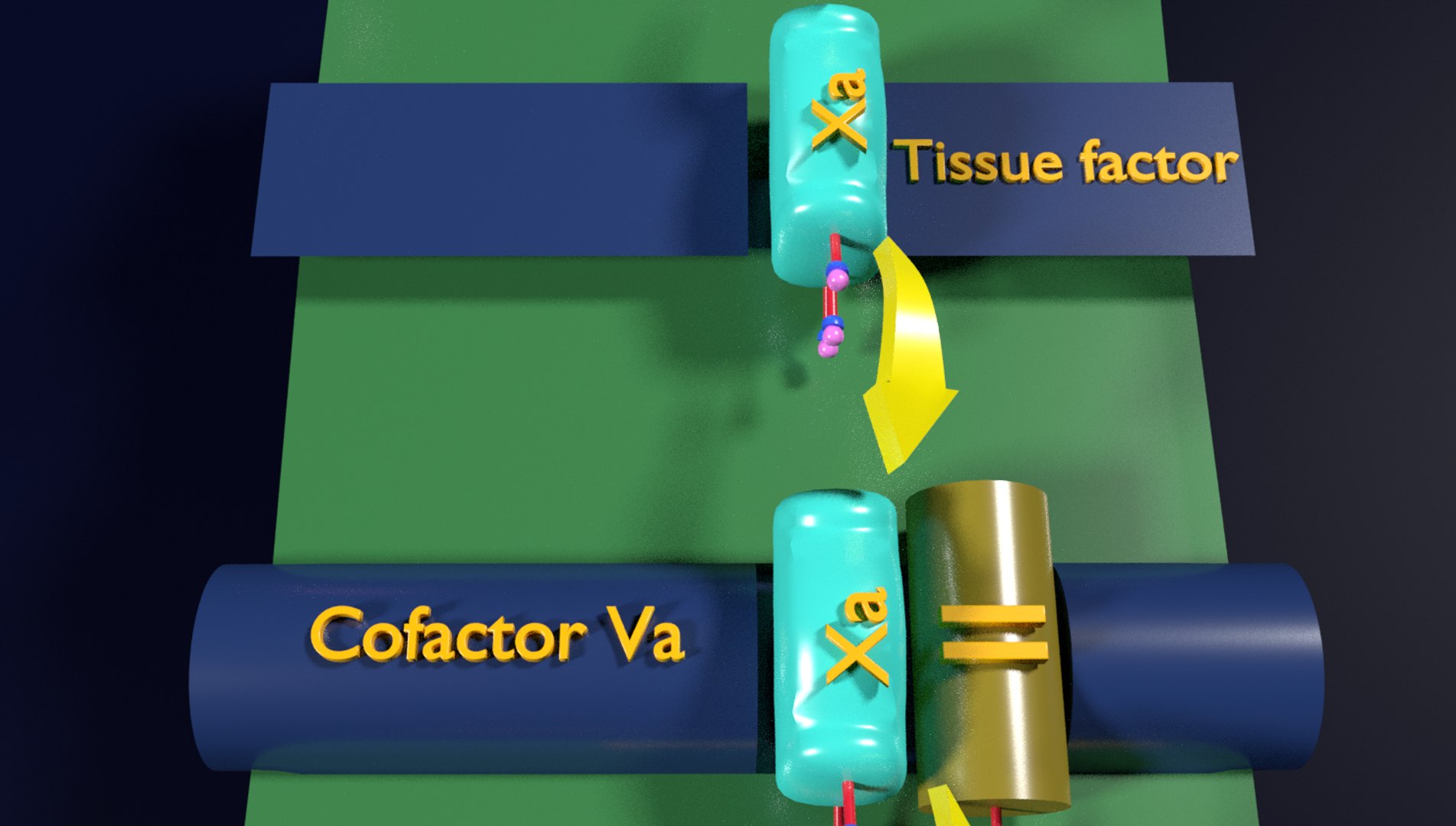 3D Blood Coagulation Cascade Pathways - TurboSquid 1480547