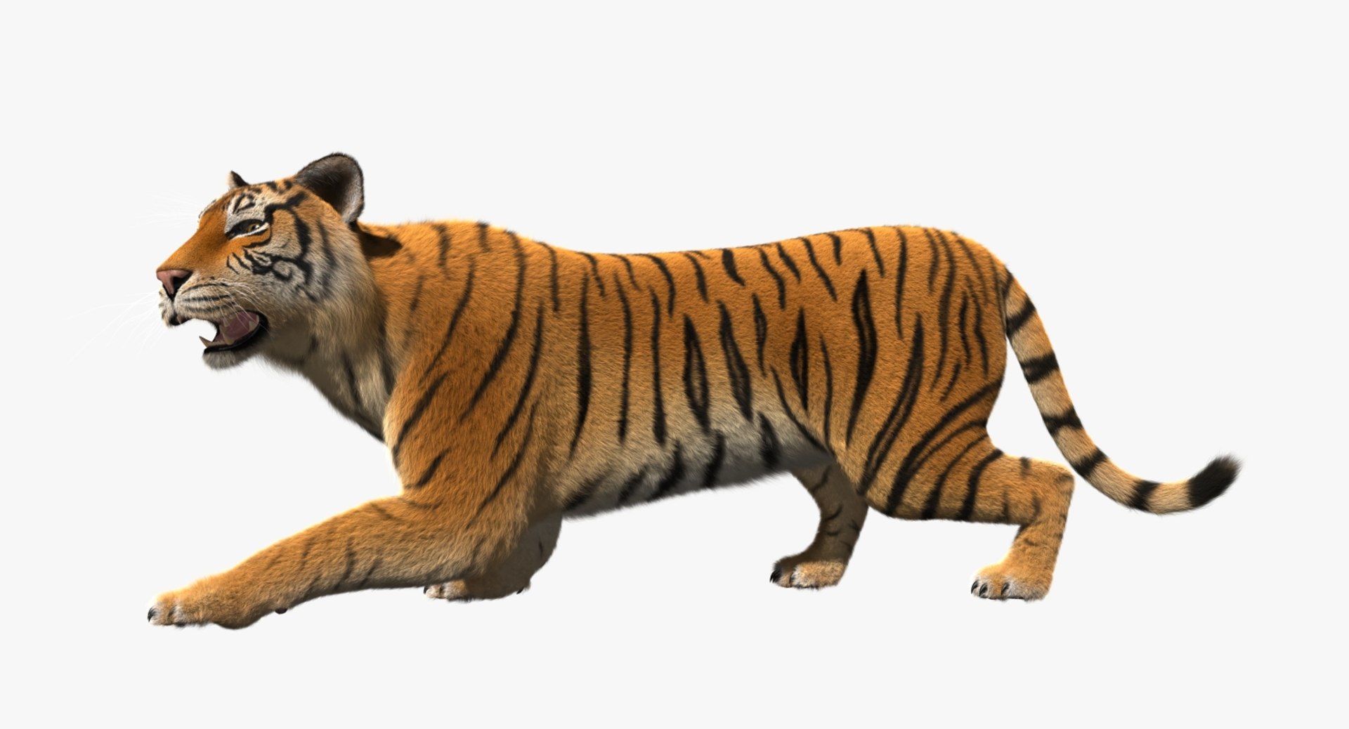 obj tiger shave haircut