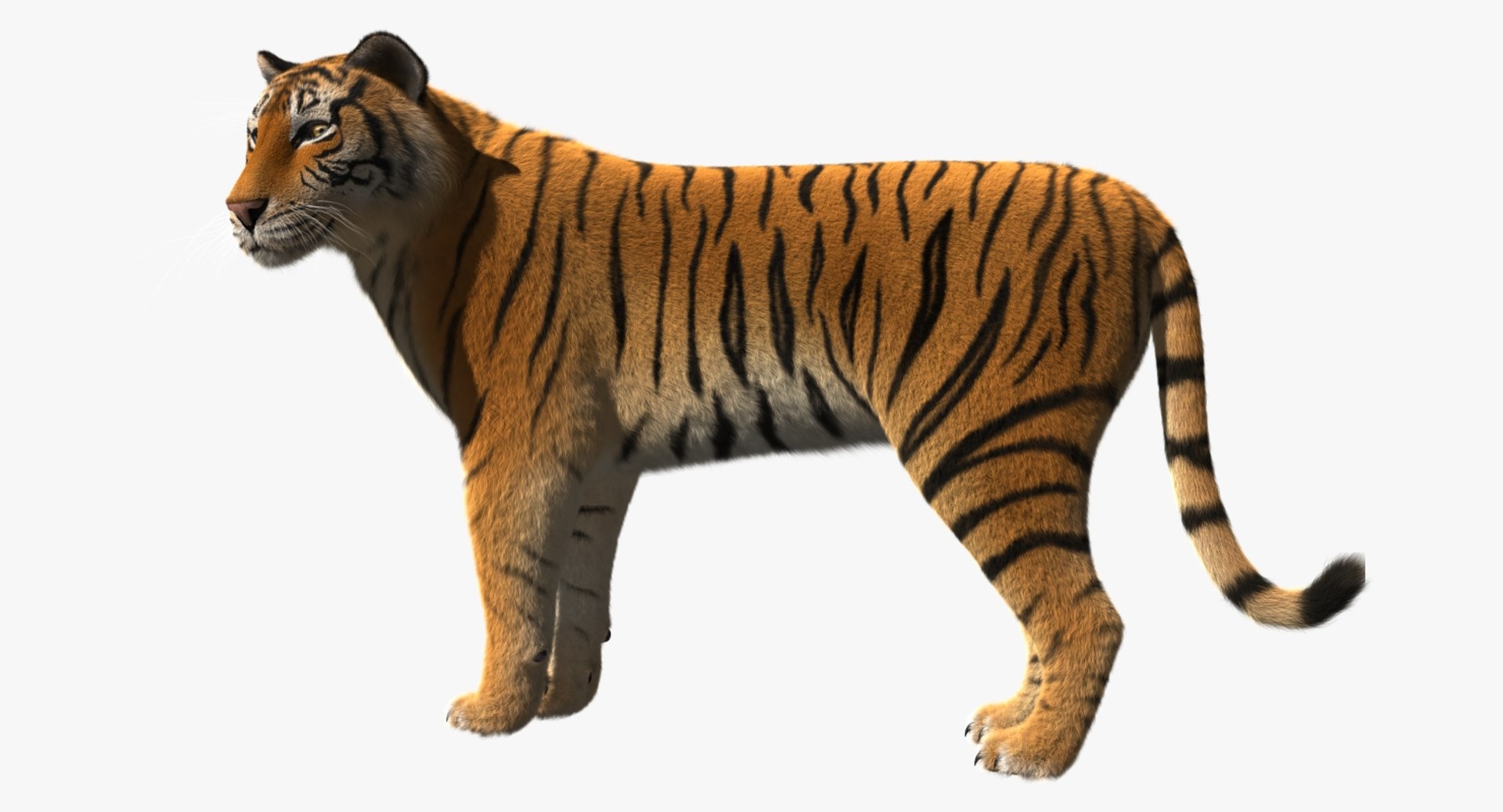 obj tiger shave haircut