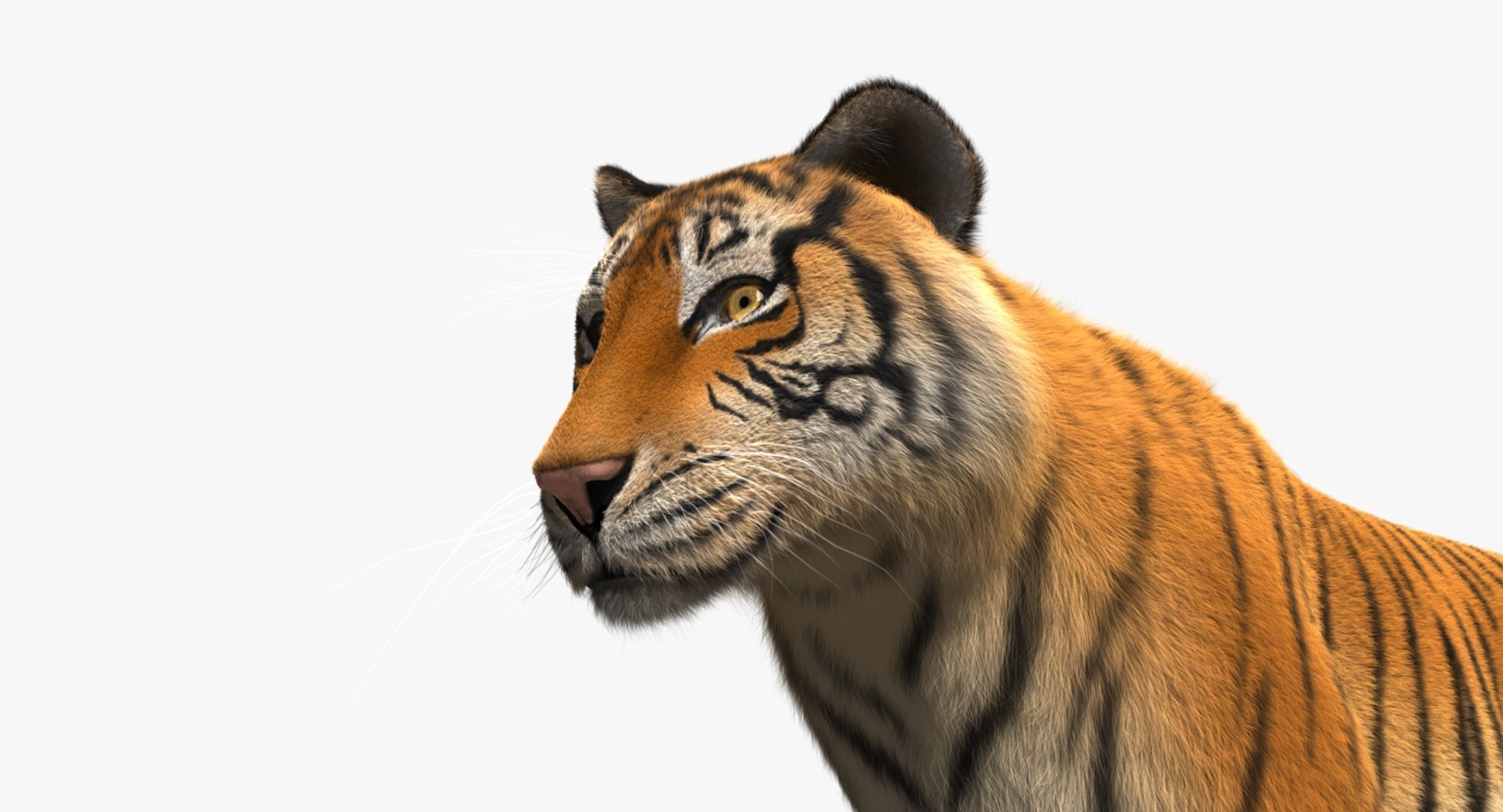 obj tiger shave haircut