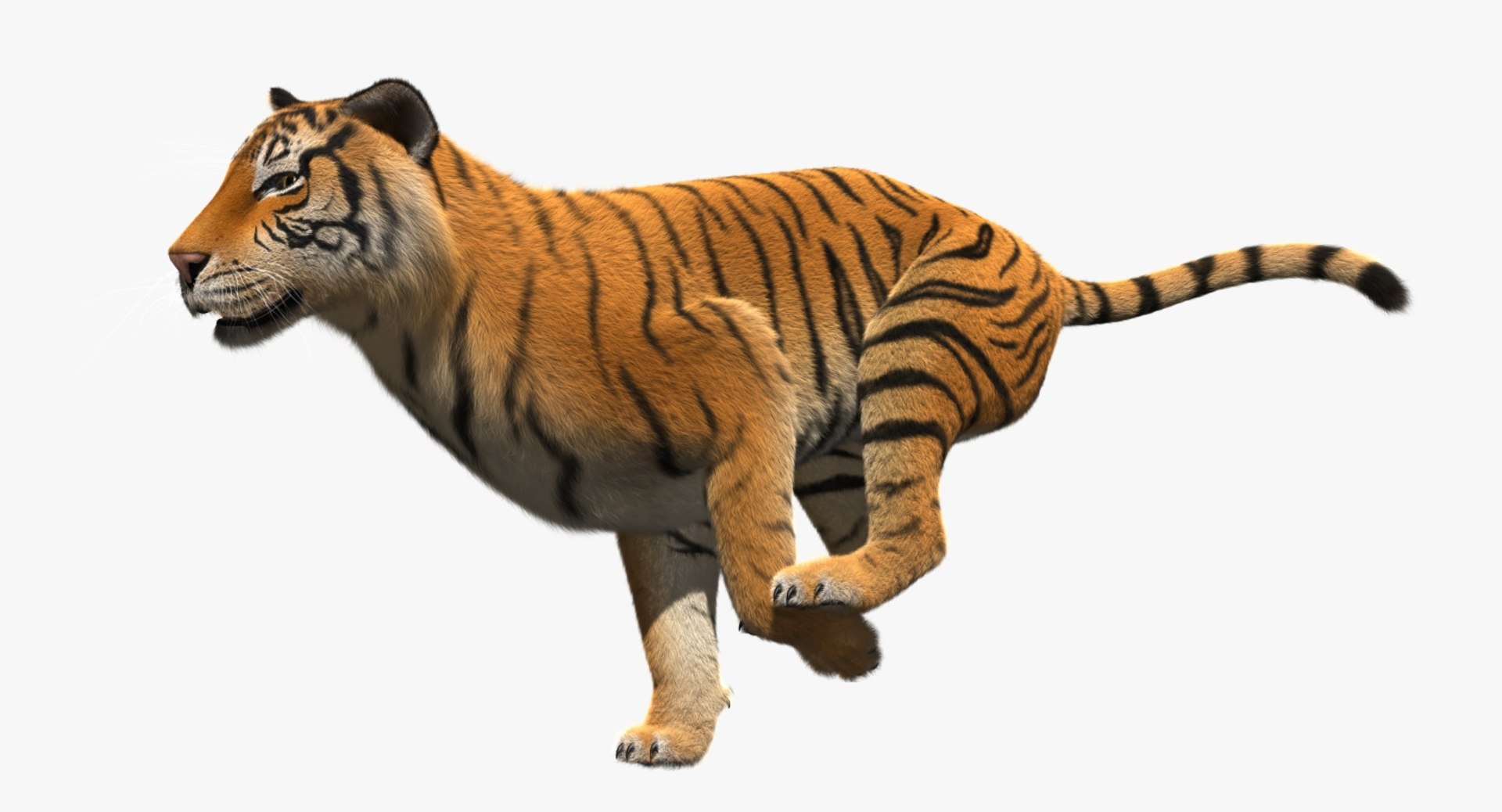 obj tiger shave haircut