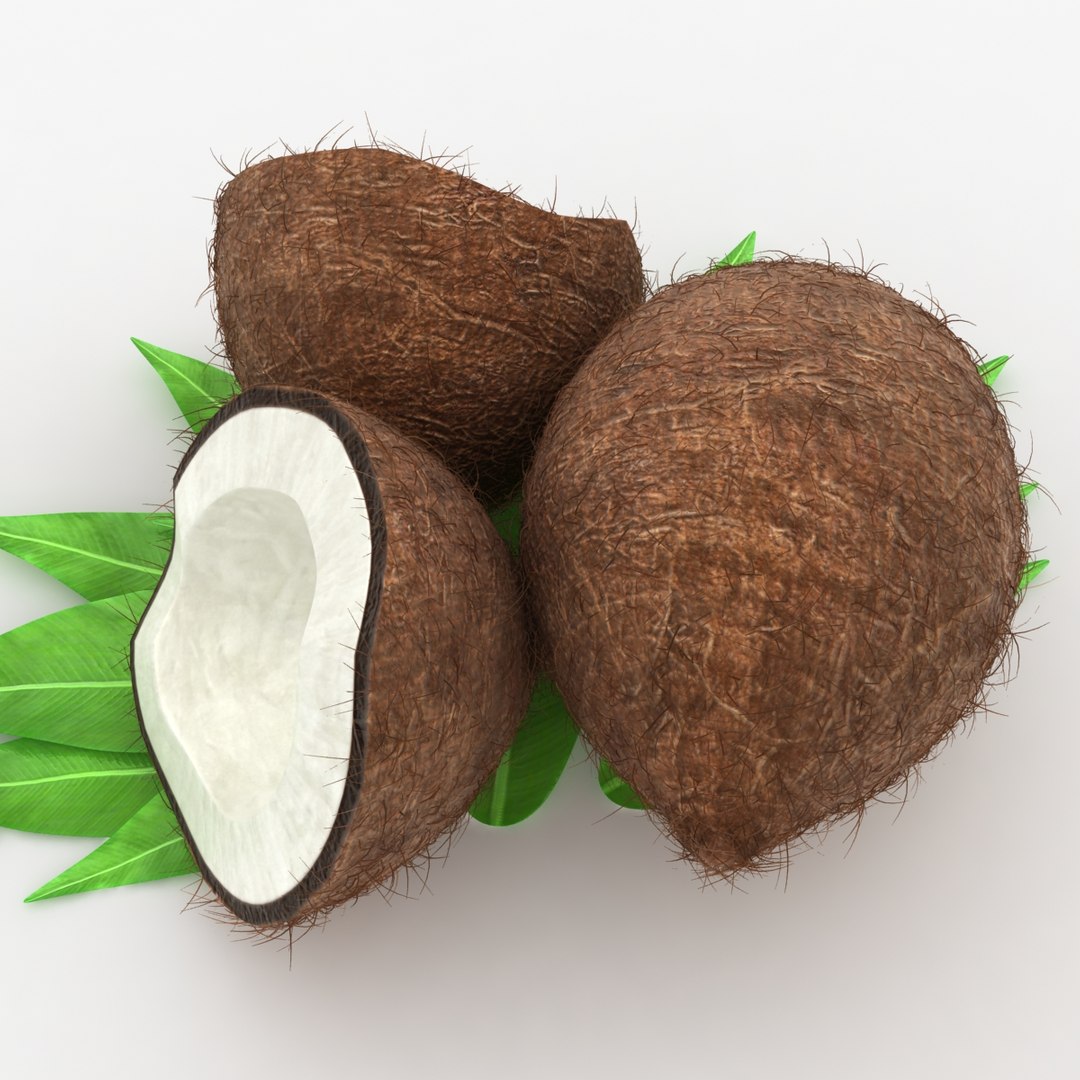 realistic coconut hair 3d model