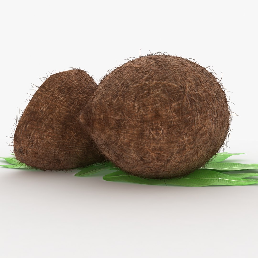 realistic coconut hair 3d model
