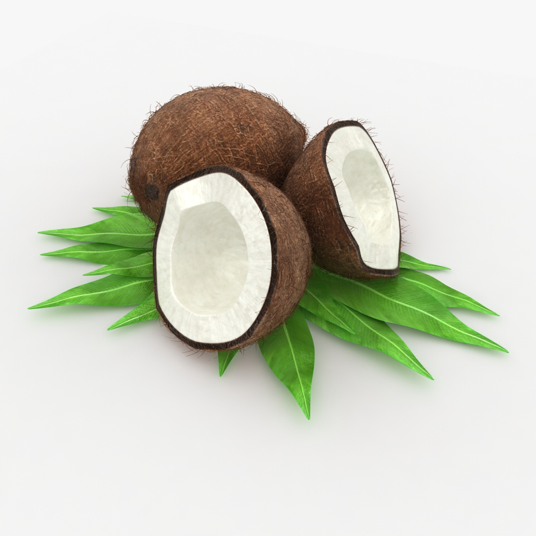 realistic coconut hair 3d model
