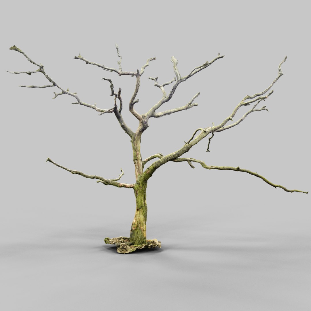 3d Model Environment Asset