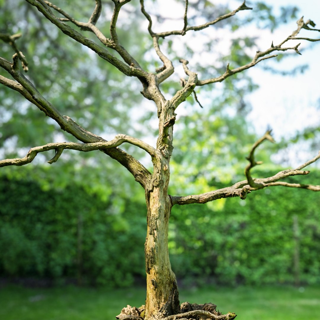 3d Model Environment Asset