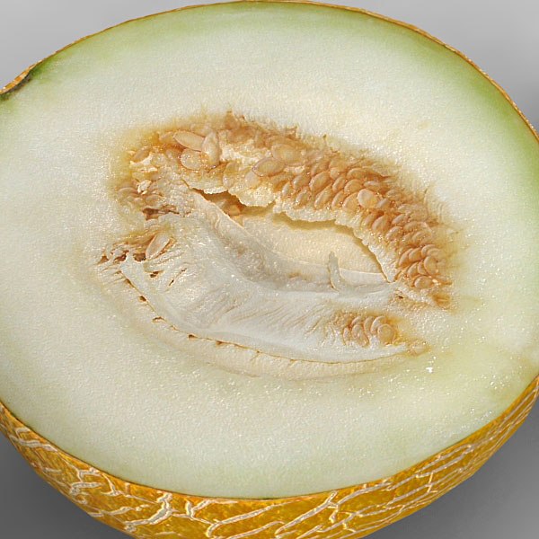 3d max melon