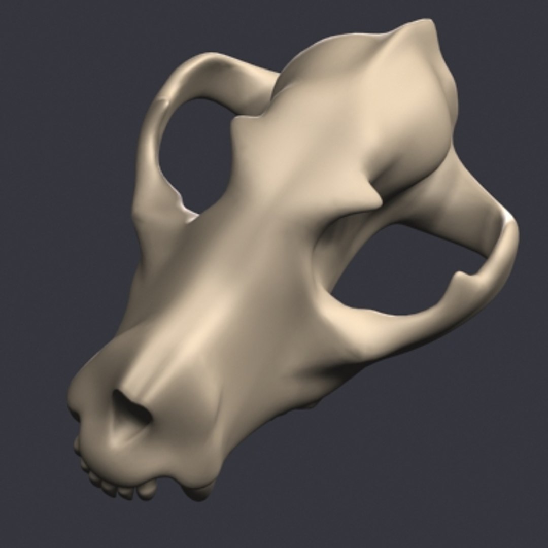 Dog Skull 3d Model