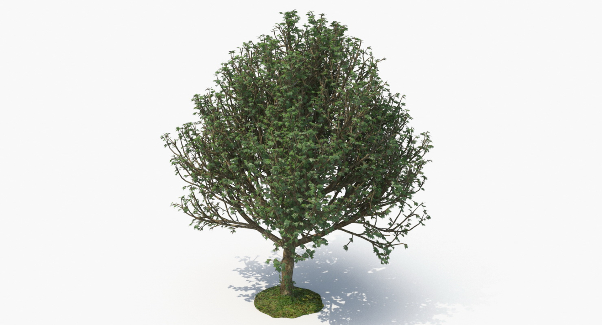 Realistic Tree 3D - TurboSquid 1209590