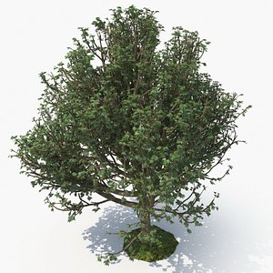 3d model staghorn sumac tree rhus