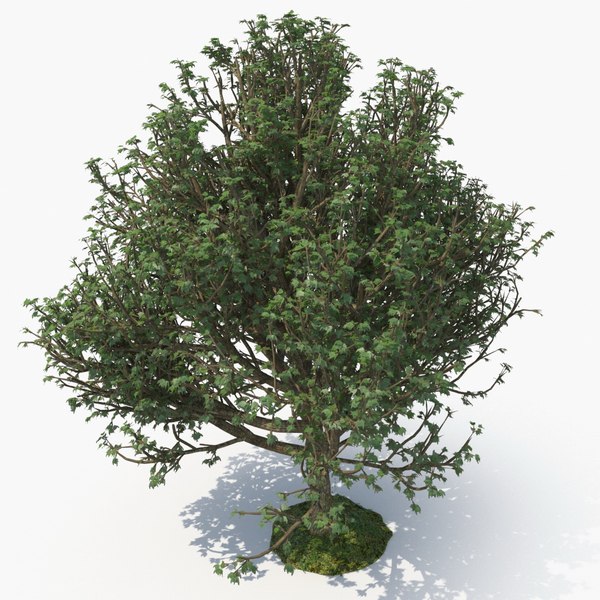 3d model staghorn sumac tree rhus
