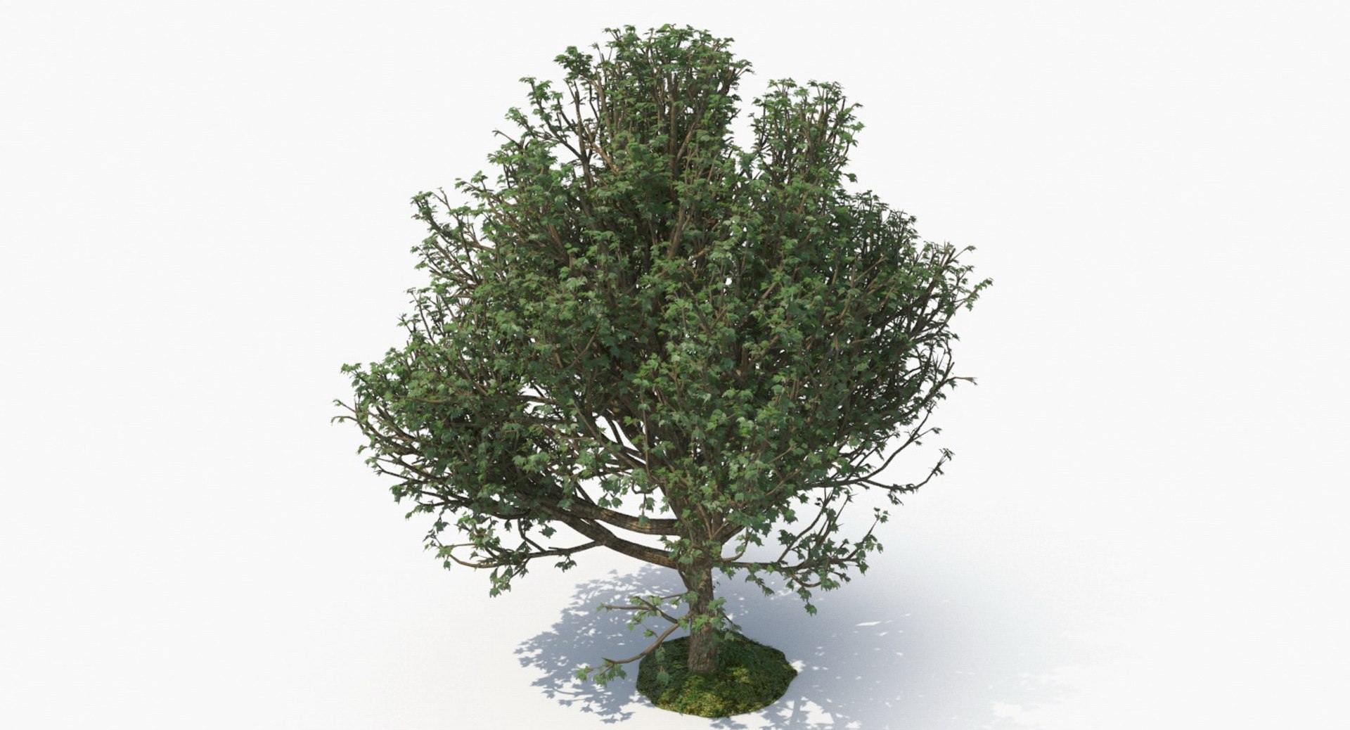 Realistic Tree 3D - TurboSquid 1209590