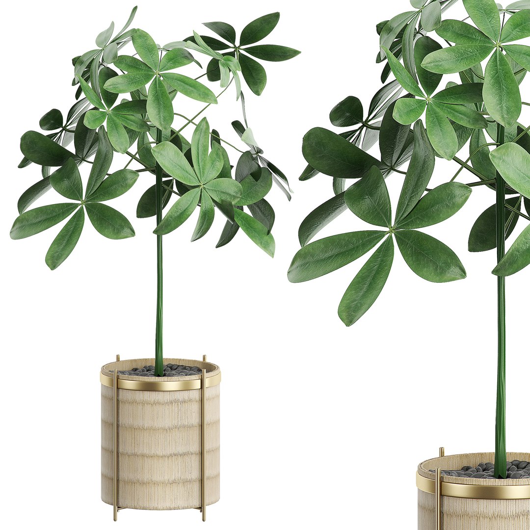 3D Potted Plant 23 Model - TurboSquid 1561529