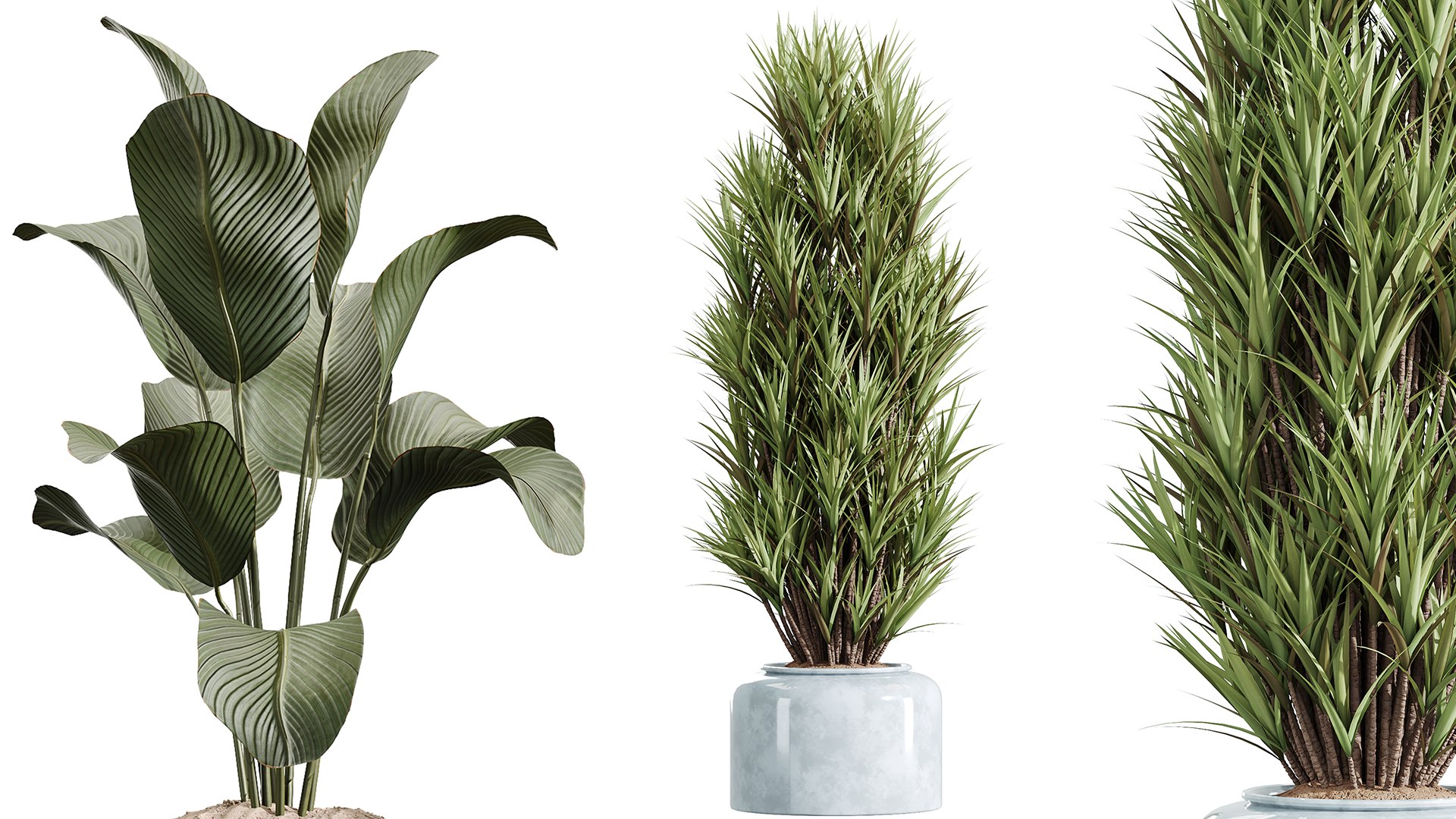 AV Indoor Plants Set 248 Pelagio Palm And Yucca Elephantipes And Cuban ...