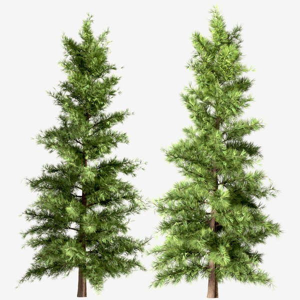 Set of Eastern White Pine or Pinus Strobus Trees - 2 Trees model ...