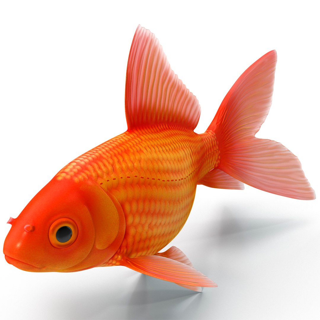 goldfish 3 3d c4d