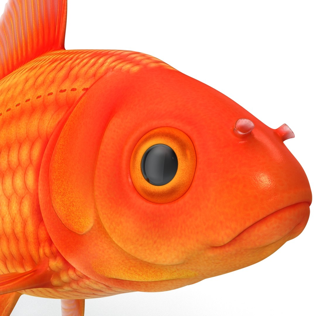 goldfish 3 3d c4d