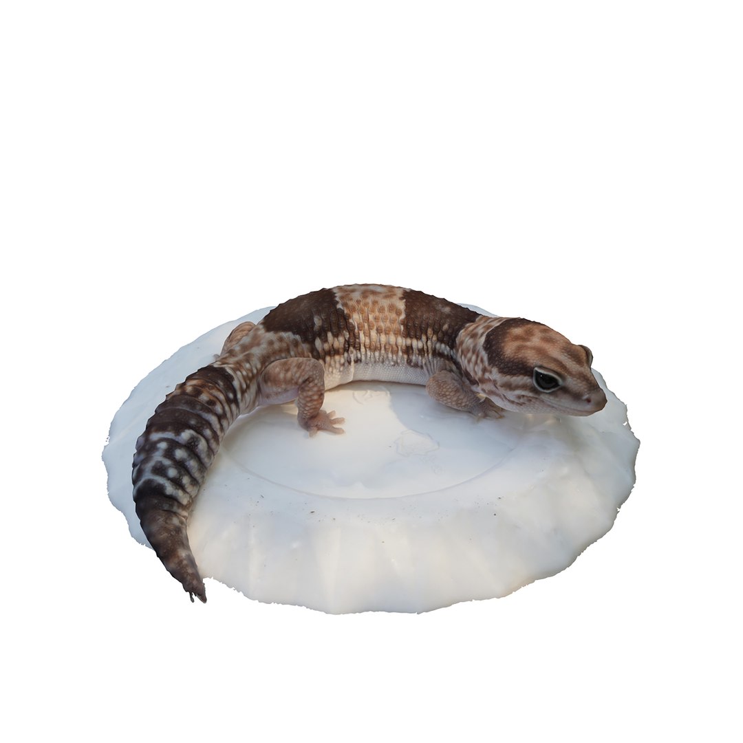 3D Lizard - TurboSquid 2025308