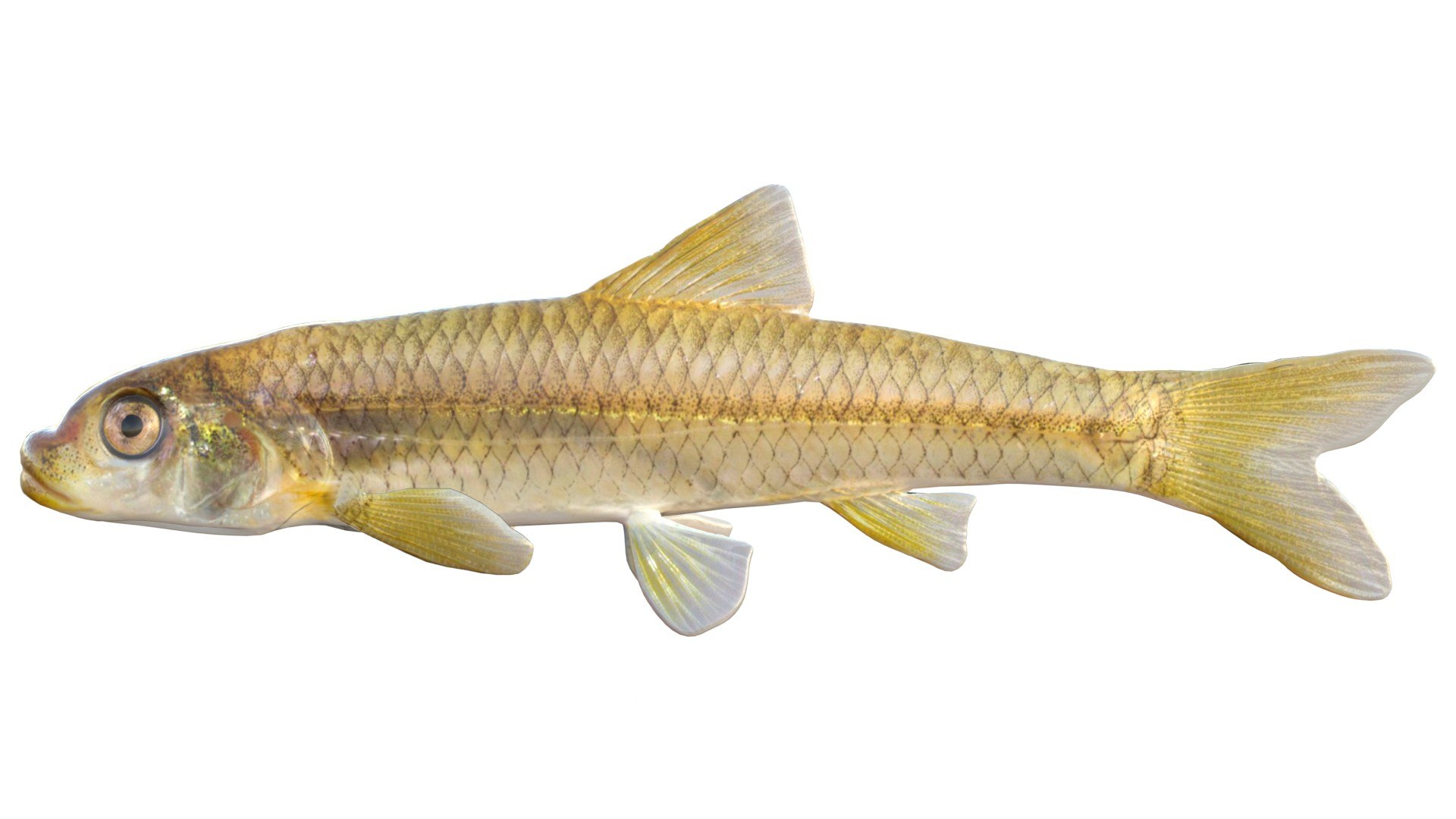 Longnose Shiner Fish 3D Model - TurboSquid 2512211