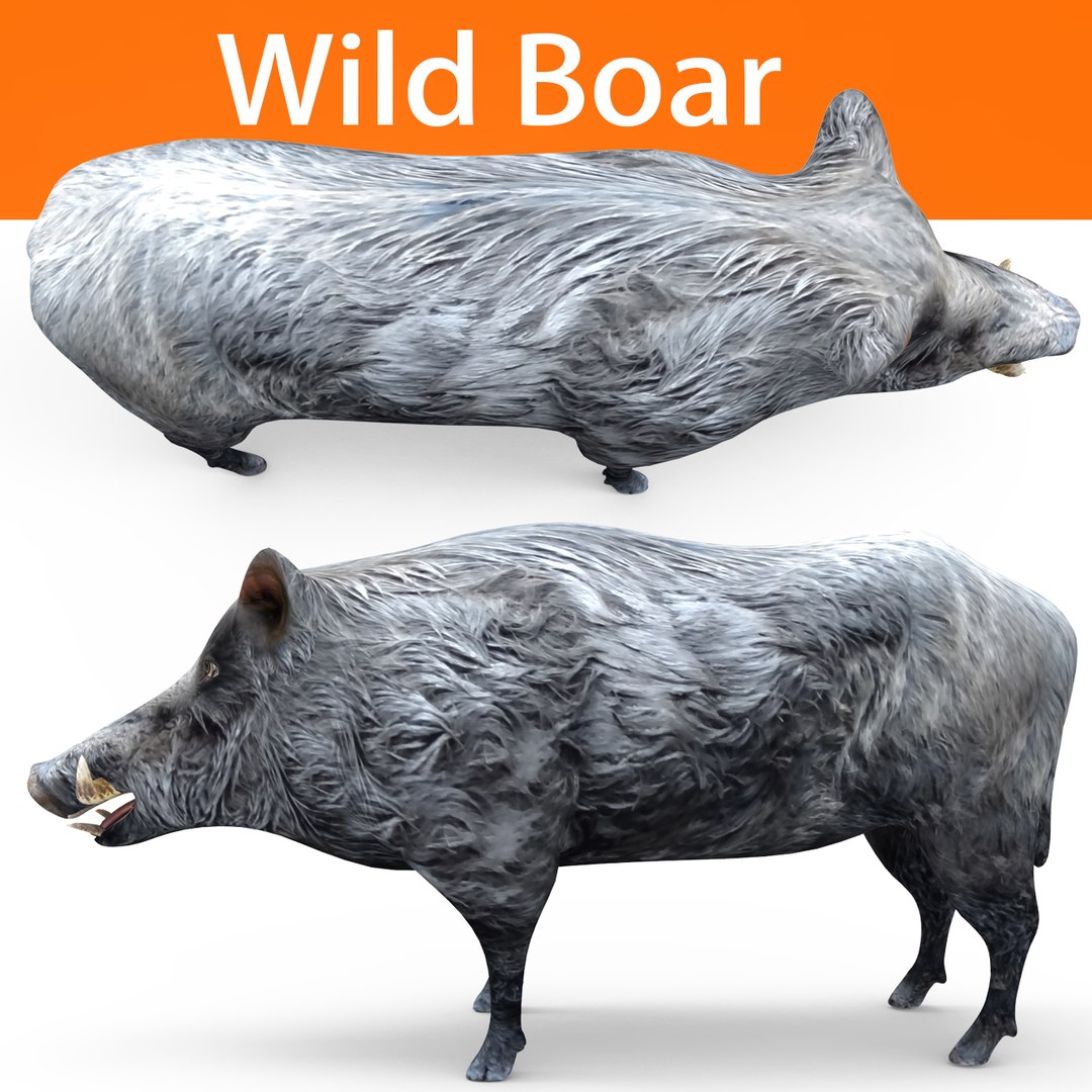 Wild Boar 3D Model - TurboSquid 1239670