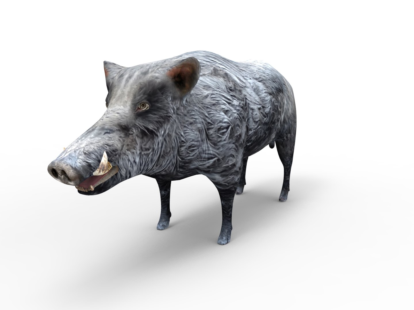 Wild Boar 3D Model - TurboSquid 1239670