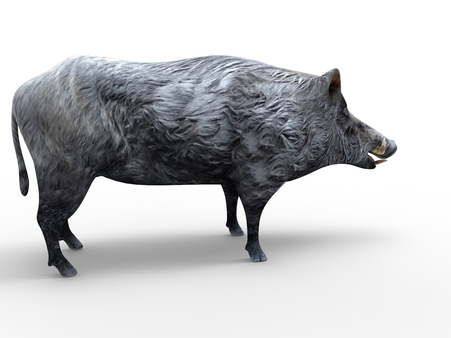 Wild Boar 3D Model - TurboSquid 1239670