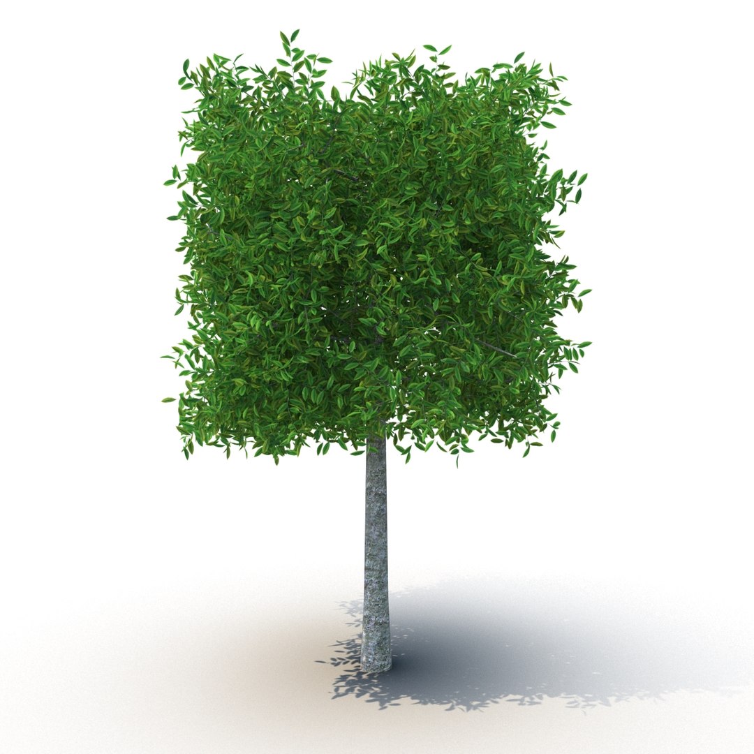 3d Model Tree