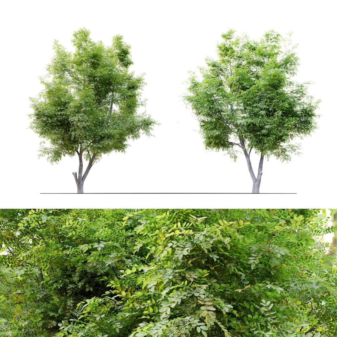 Robinia Ambigua Decaisneana 2 Model - TurboSquid 1955011