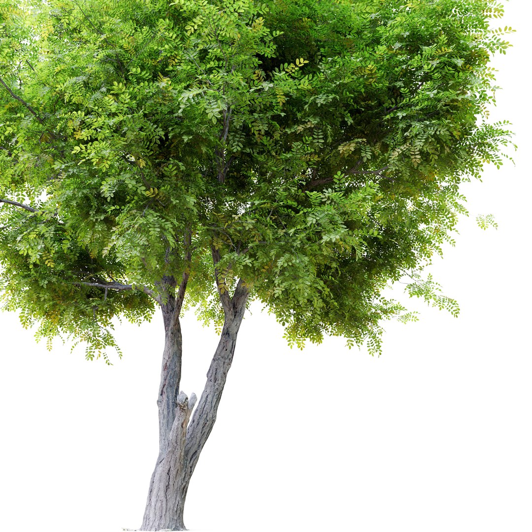 Robinia Ambigua Decaisneana 2 Model - TurboSquid 1955011