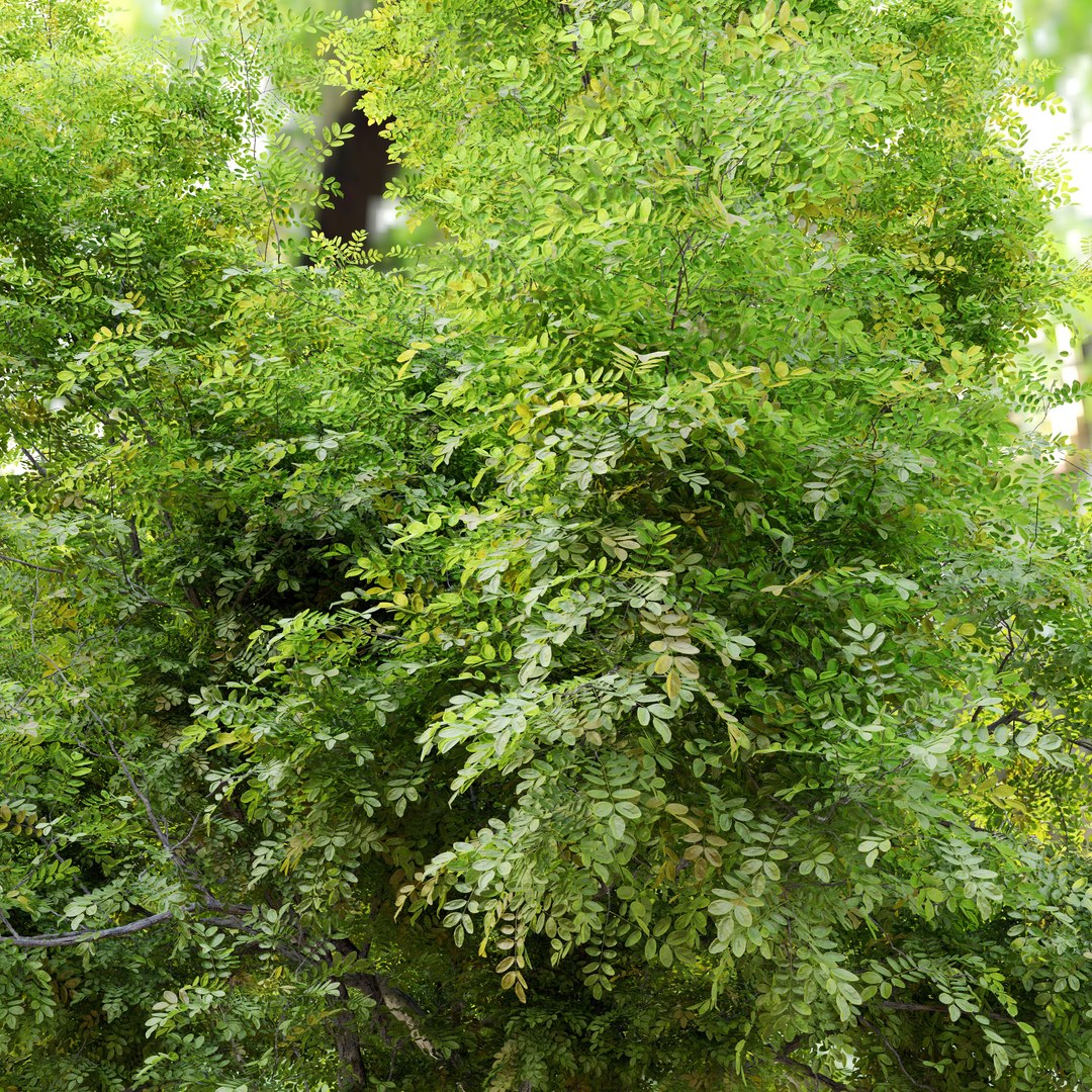 Robinia Ambigua Decaisneana 2 Model - TurboSquid 1955011