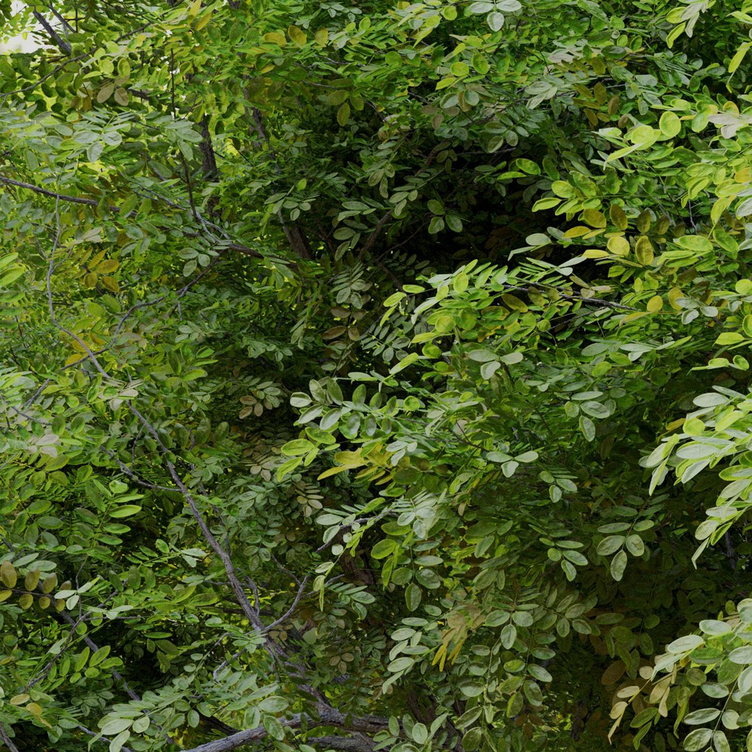 Robinia Ambigua Decaisneana 2 Model - TurboSquid 1955011