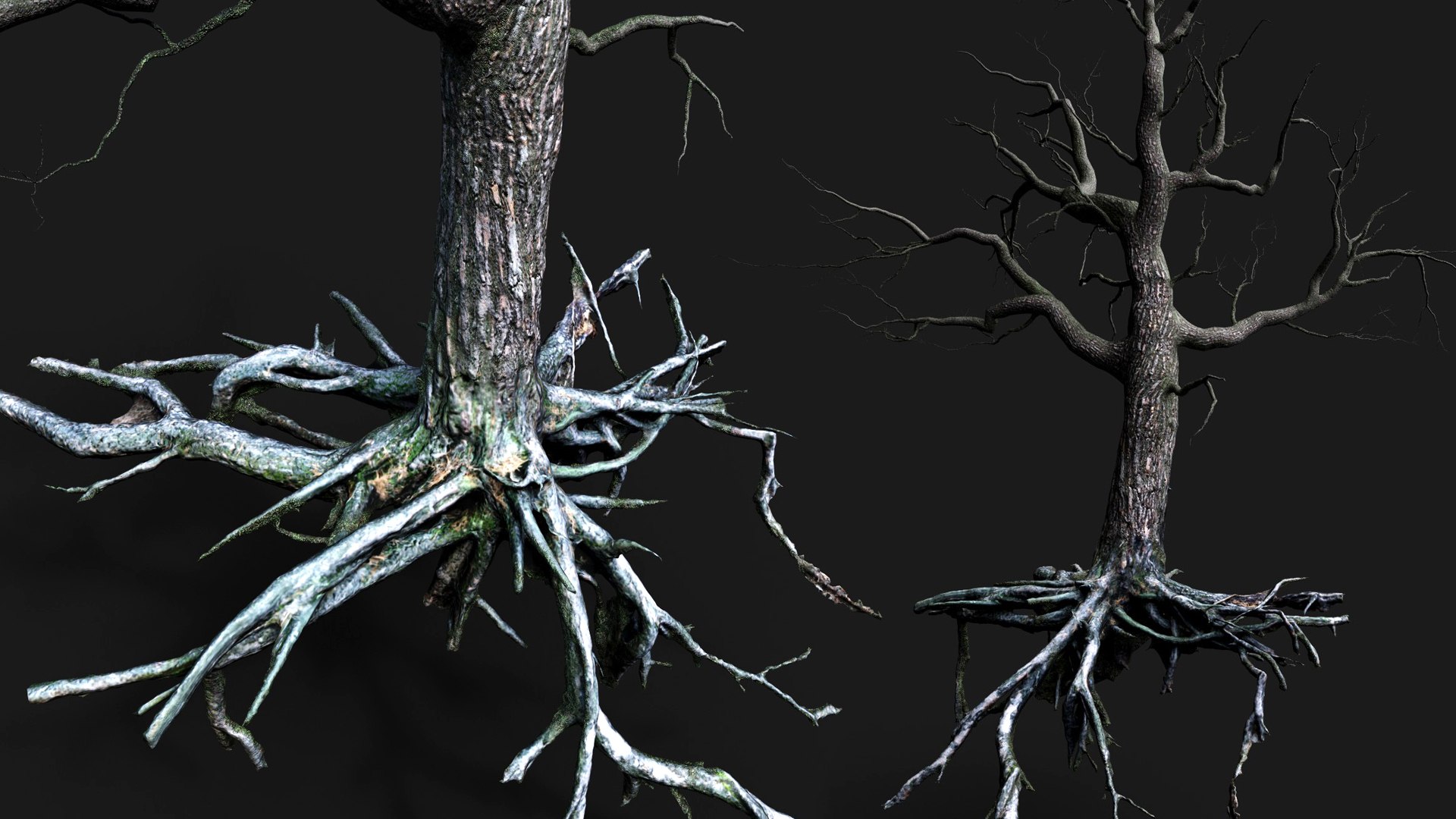 Tree Pine Roots Branches Model Photogrammetry 3D Model - TurboSquid 2339393