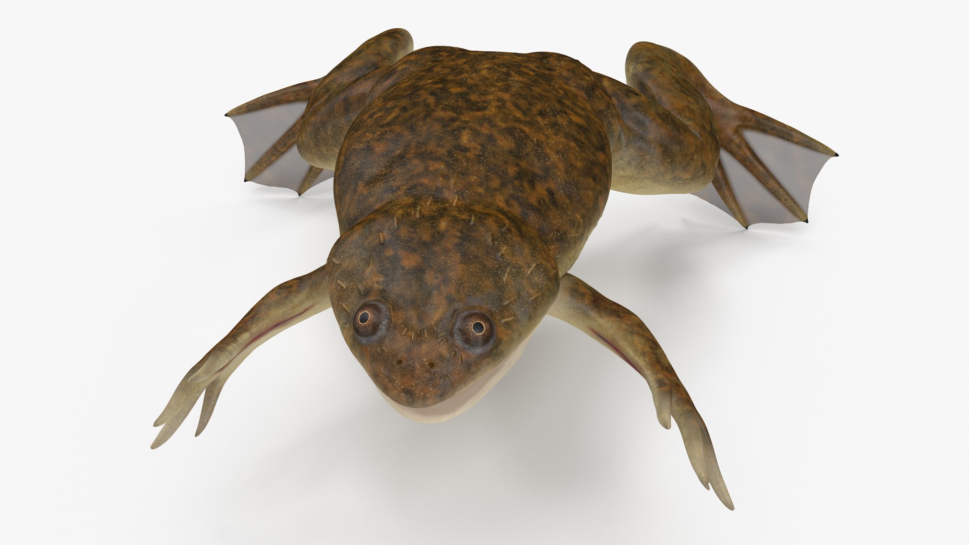 African Claw-toe Frog Rigged For Cinema 4D 3D Model - TurboSquid 2146958