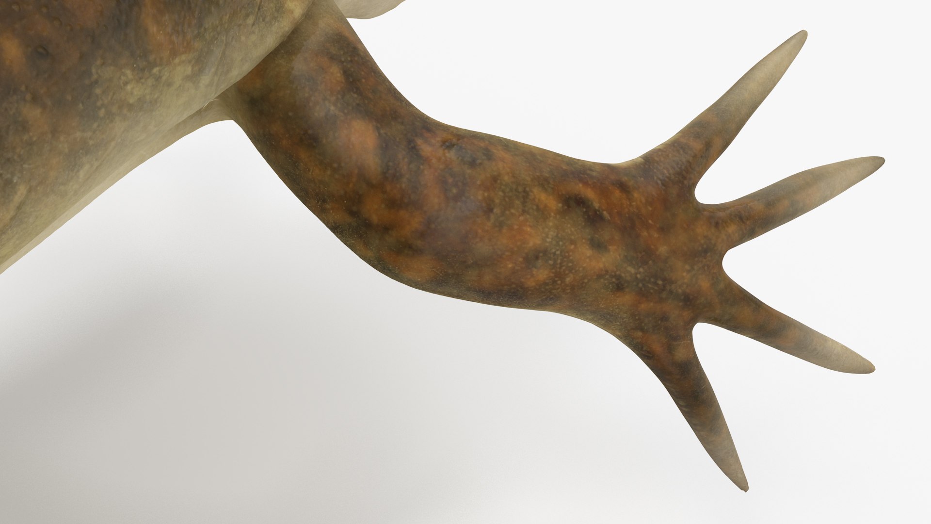 African Claw-toe Frog Rigged for Cinema 4D 3D model - TurboSquid 2146958