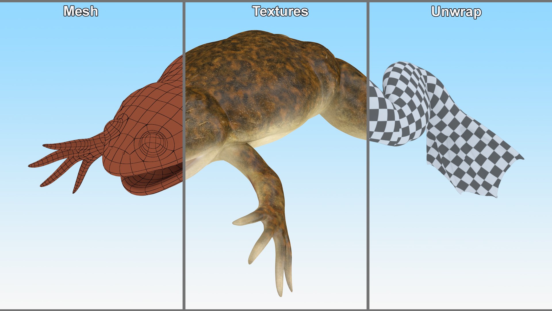 African Claw-toe Frog Rigged for Cinema 4D 3D model - TurboSquid 2146958