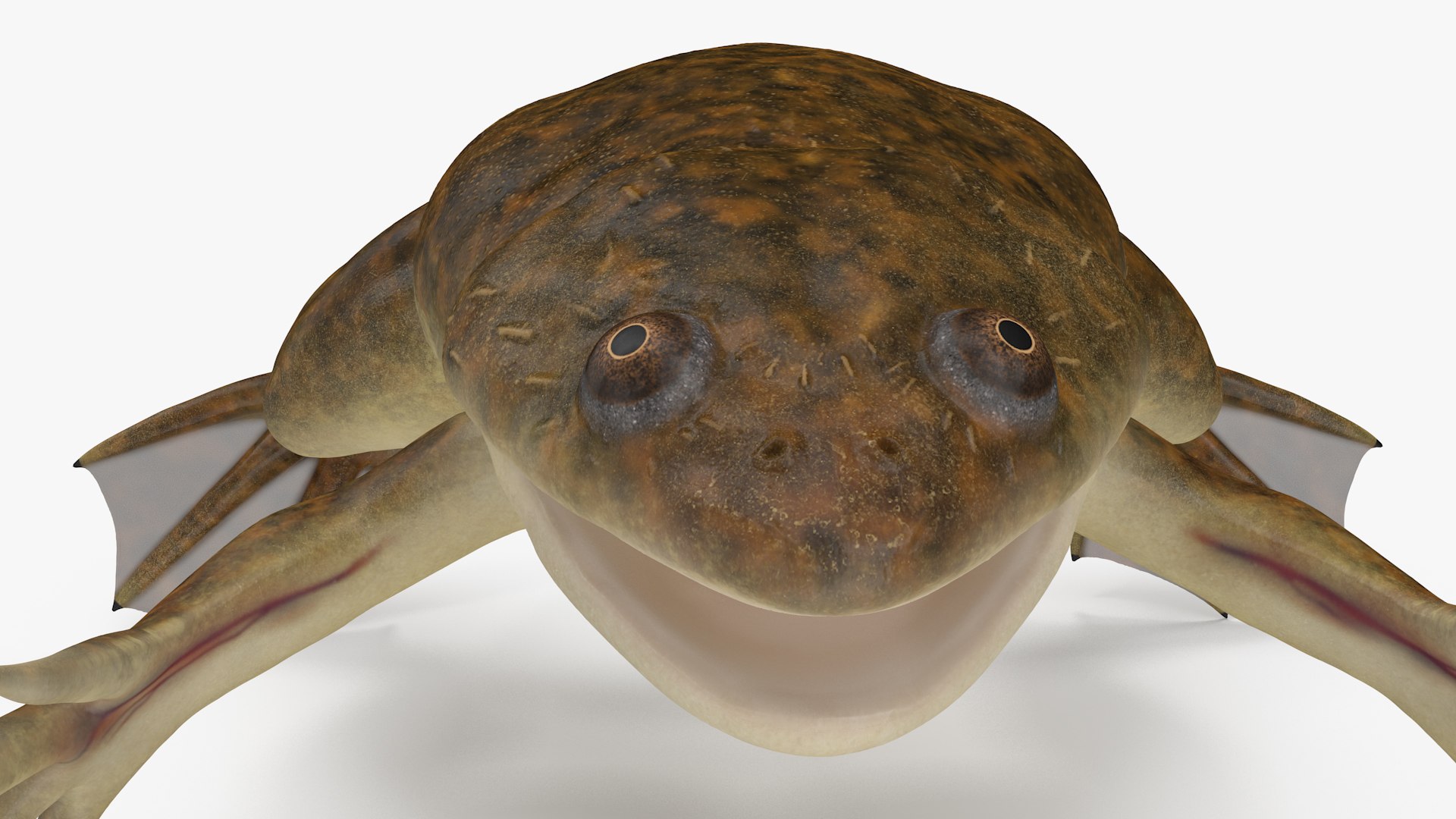 African Claw-toe Frog Rigged For Cinema 4D 3D Model - TurboSquid 2146958