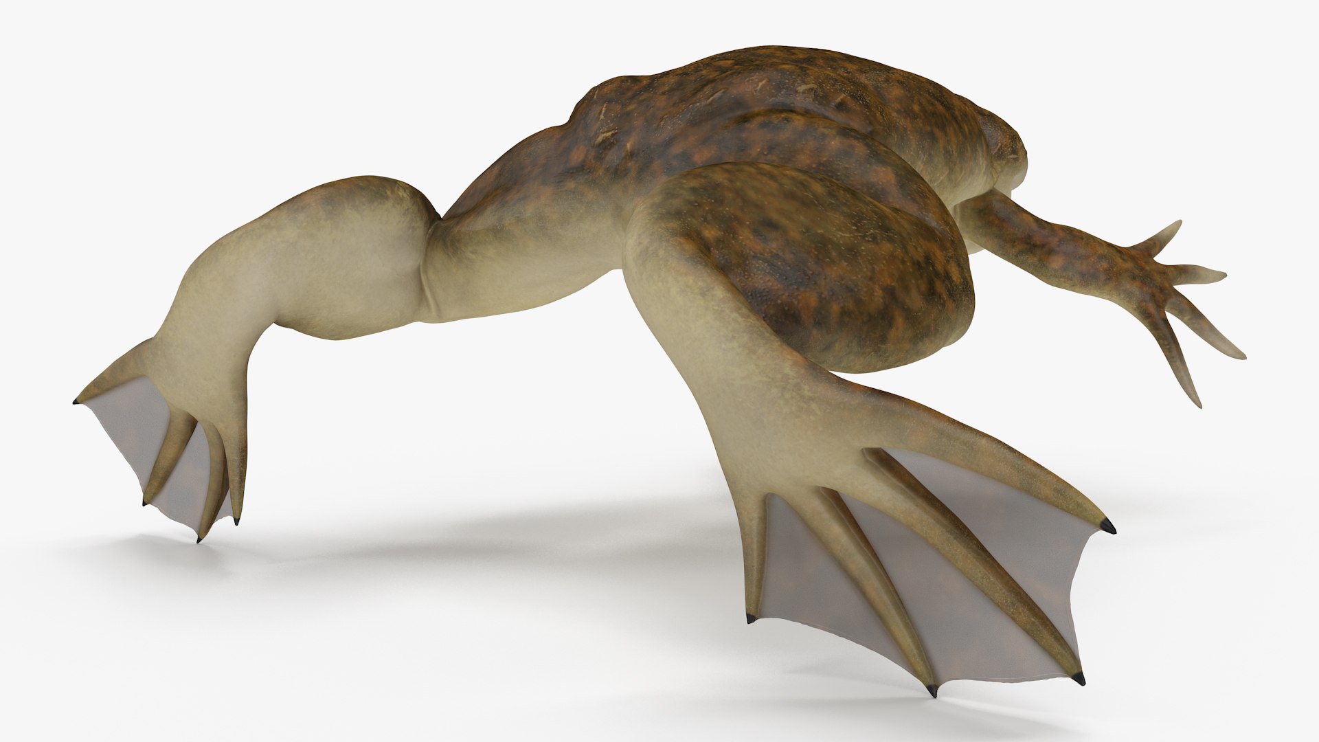 African Claw-toe Frog Rigged For Cinema 4D 3D Model - TurboSquid 2146958