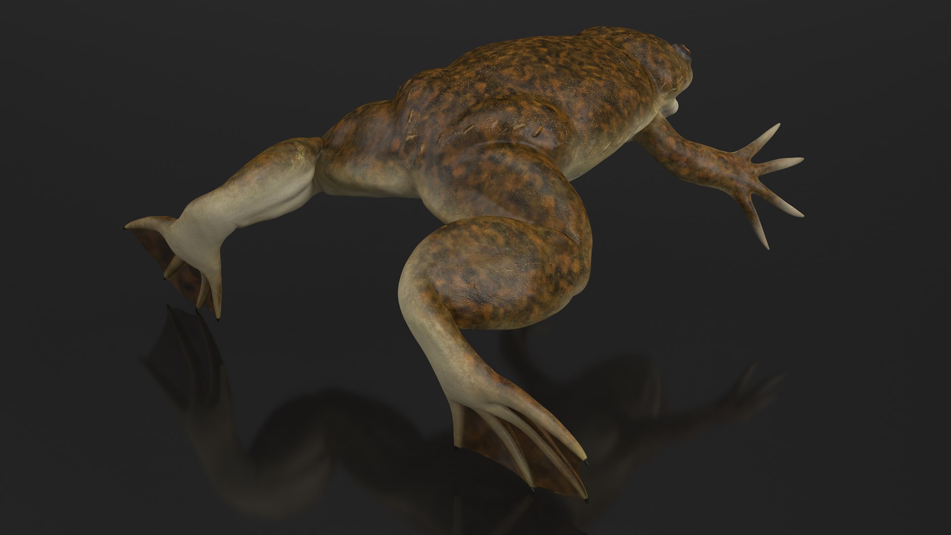 African Claw-toe Frog Rigged For Cinema 4D 3D Model - TurboSquid 2146958