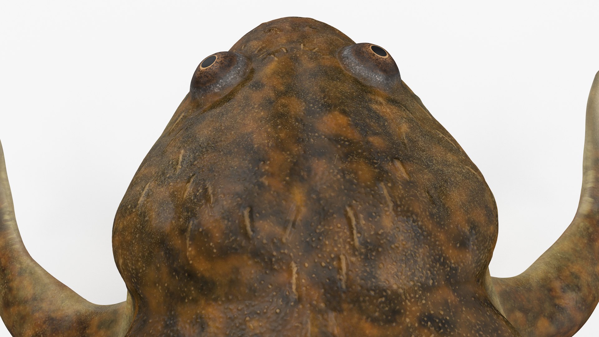 African Claw-toe Frog Rigged for Cinema 4D 3D model - TurboSquid 2146958