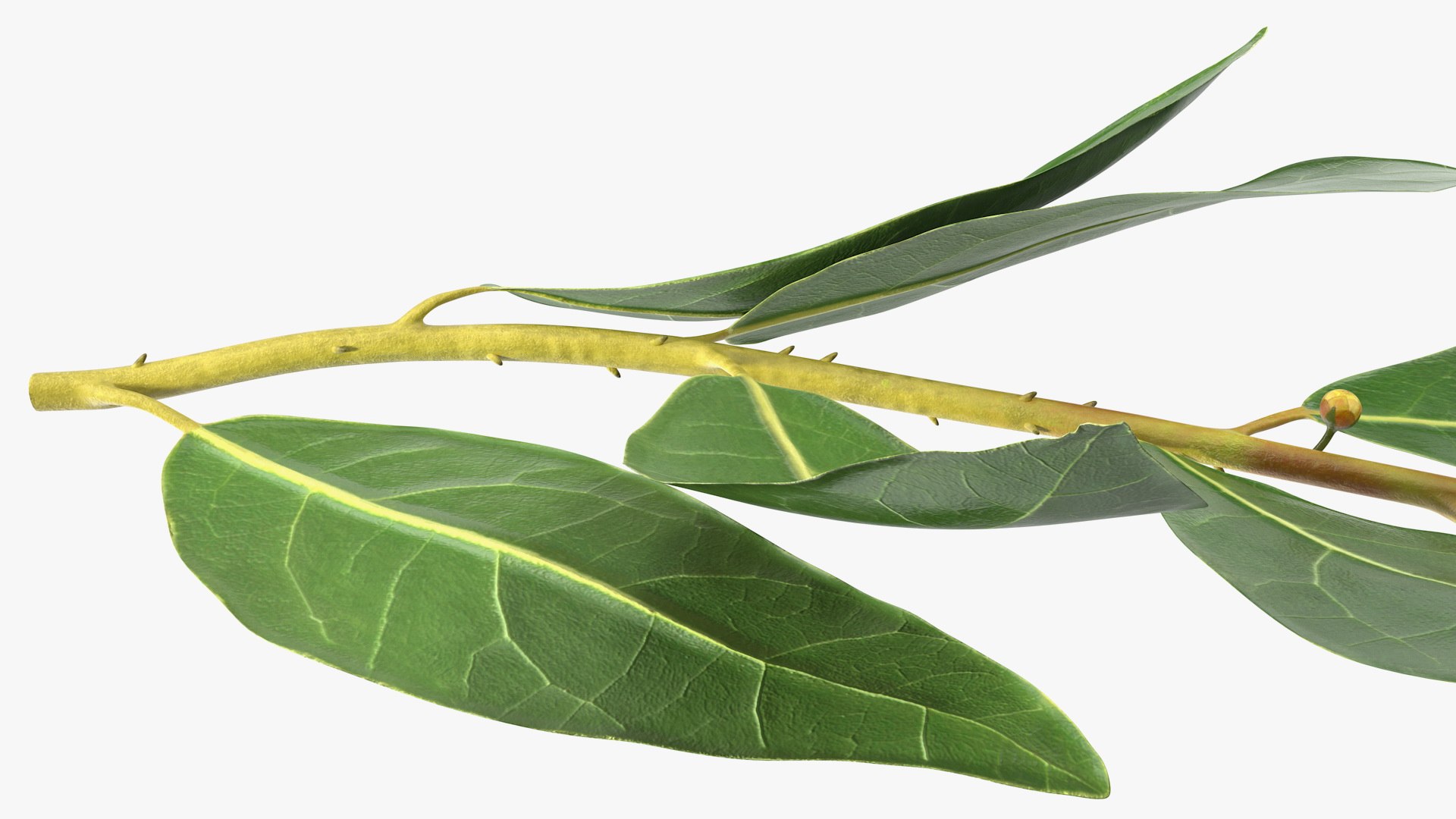 3D laurus nobilis stem - TurboSquid 1685633
