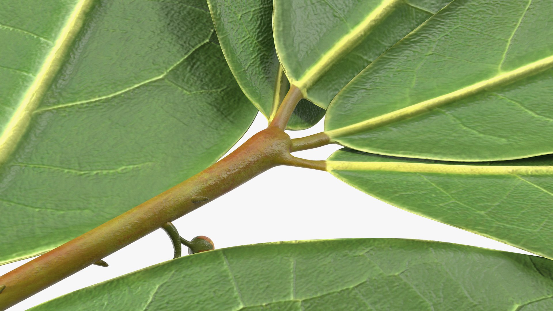 3D laurus nobilis stem - TurboSquid 1685633