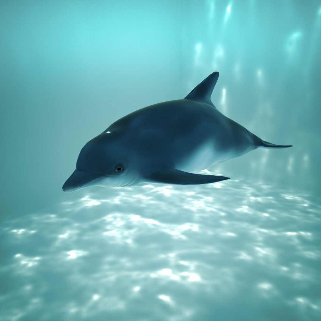 Dolphin Animation Flippers 3d Max