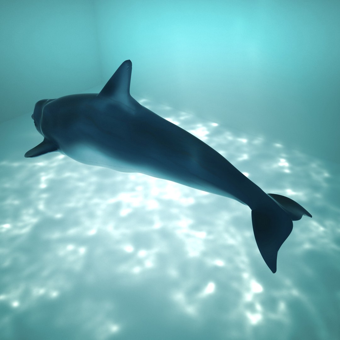 Dolphin Animation Flippers 3d Max