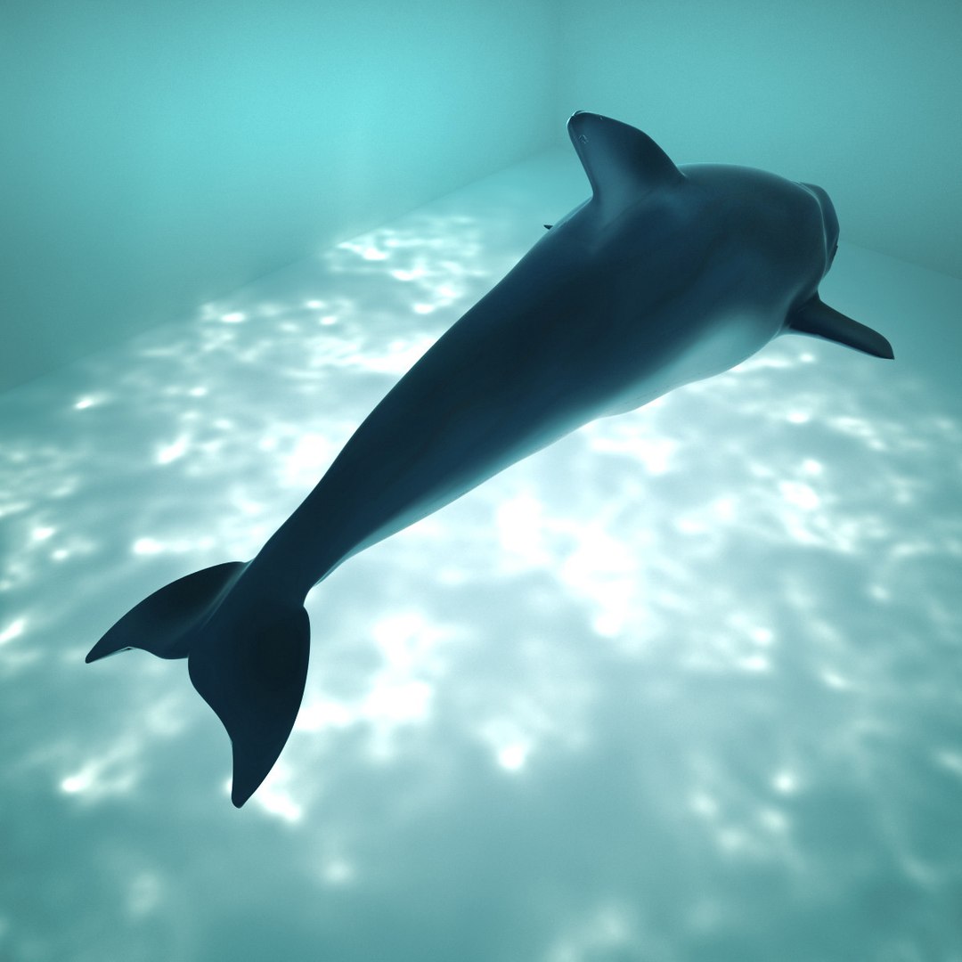 Dolphin Animation Flippers 3d Max