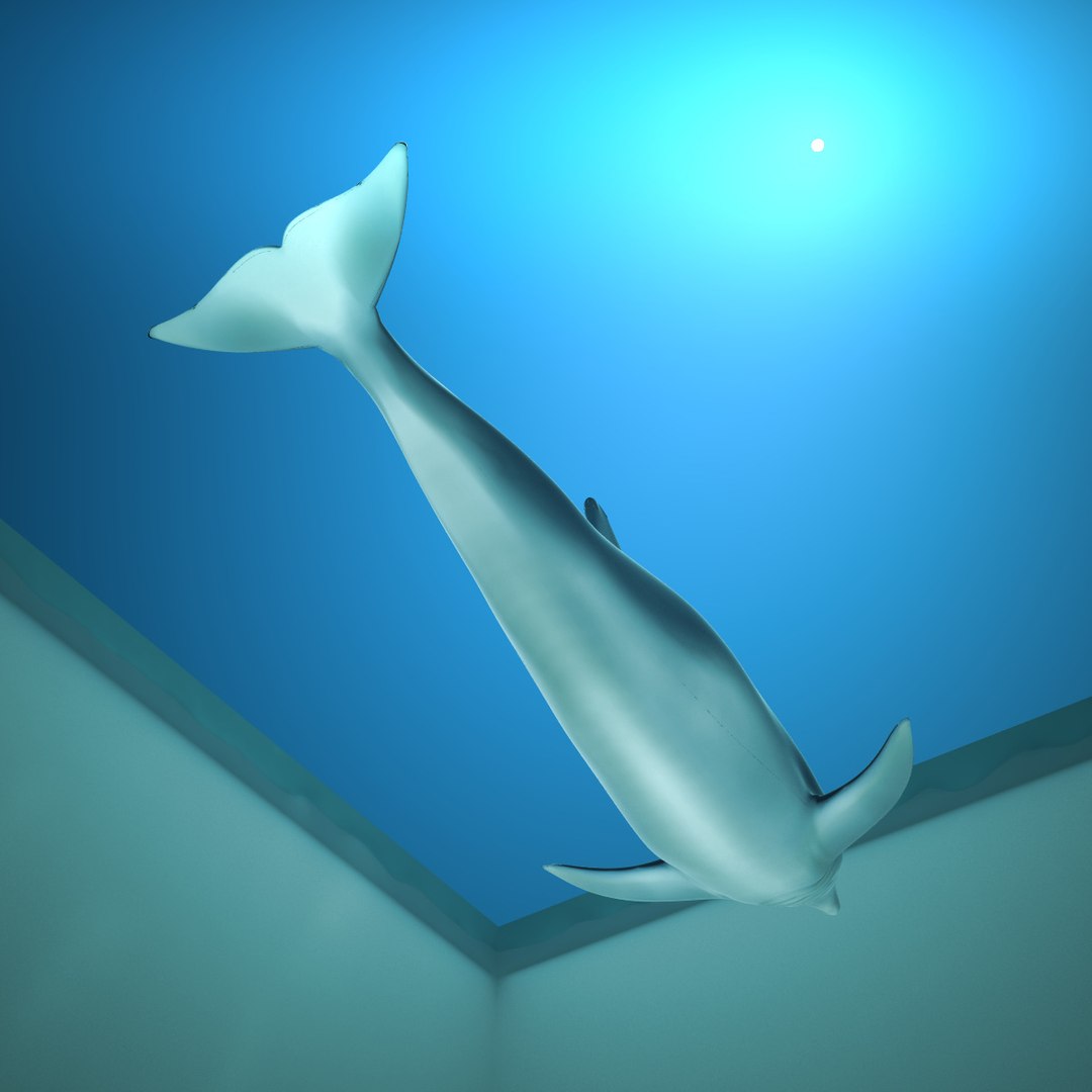 Dolphin Animation Flippers 3d Max