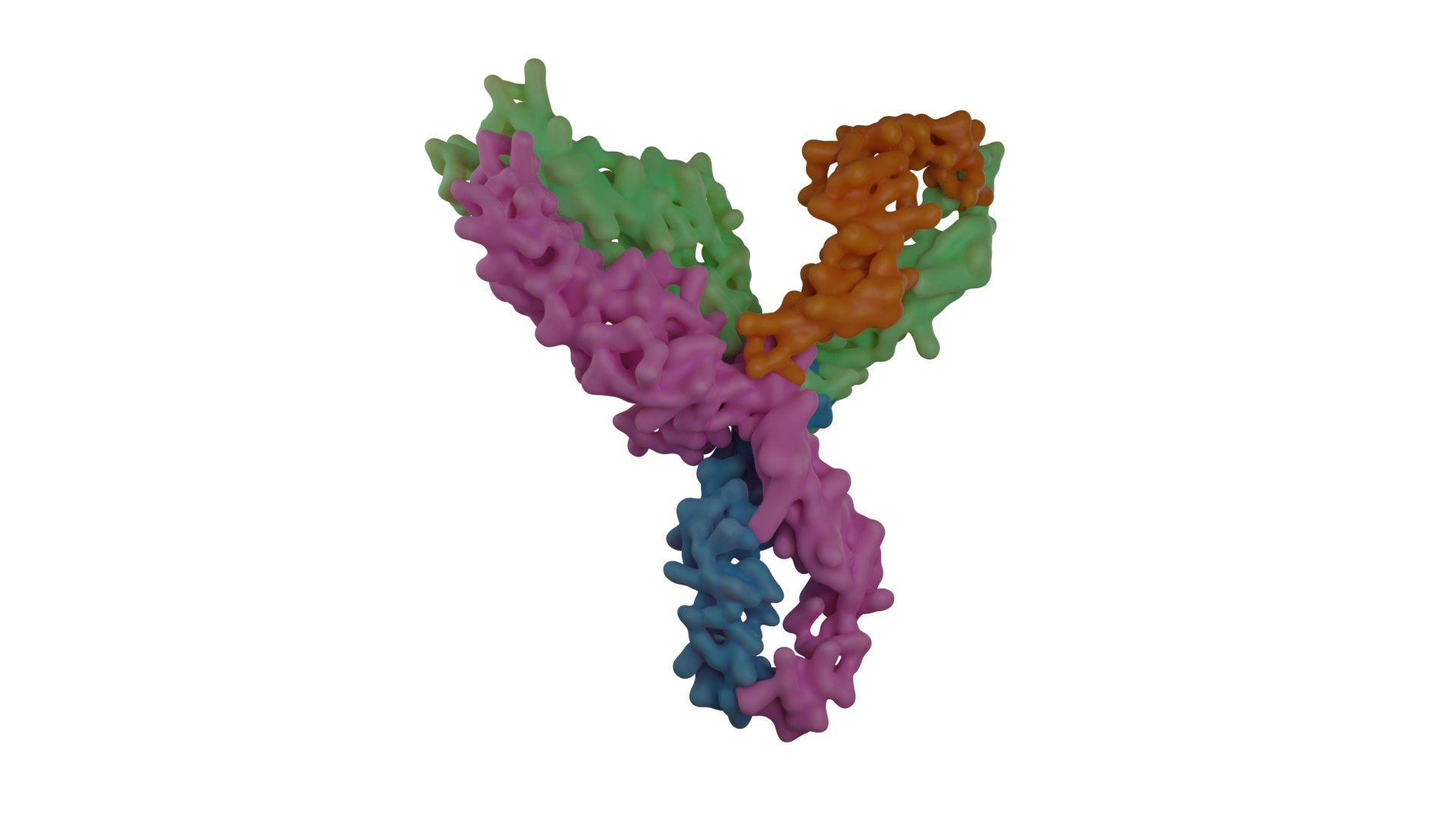 3D Immunoglobulin G Antibody Molecule -Y-shaped Antibody Model ...