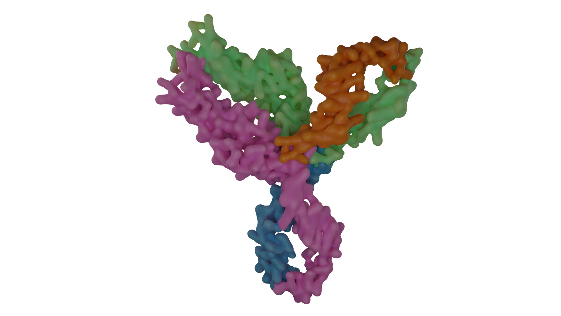 3D Immunoglobulin G Antibody Molecule -Y-shaped Antibody Model ...
