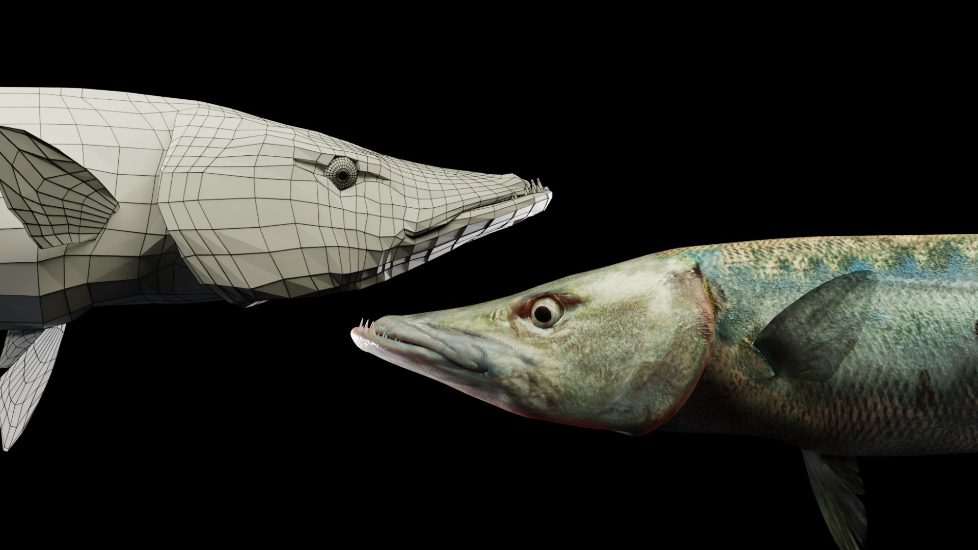 Barracuda 3D Model - TurboSquid 2456578