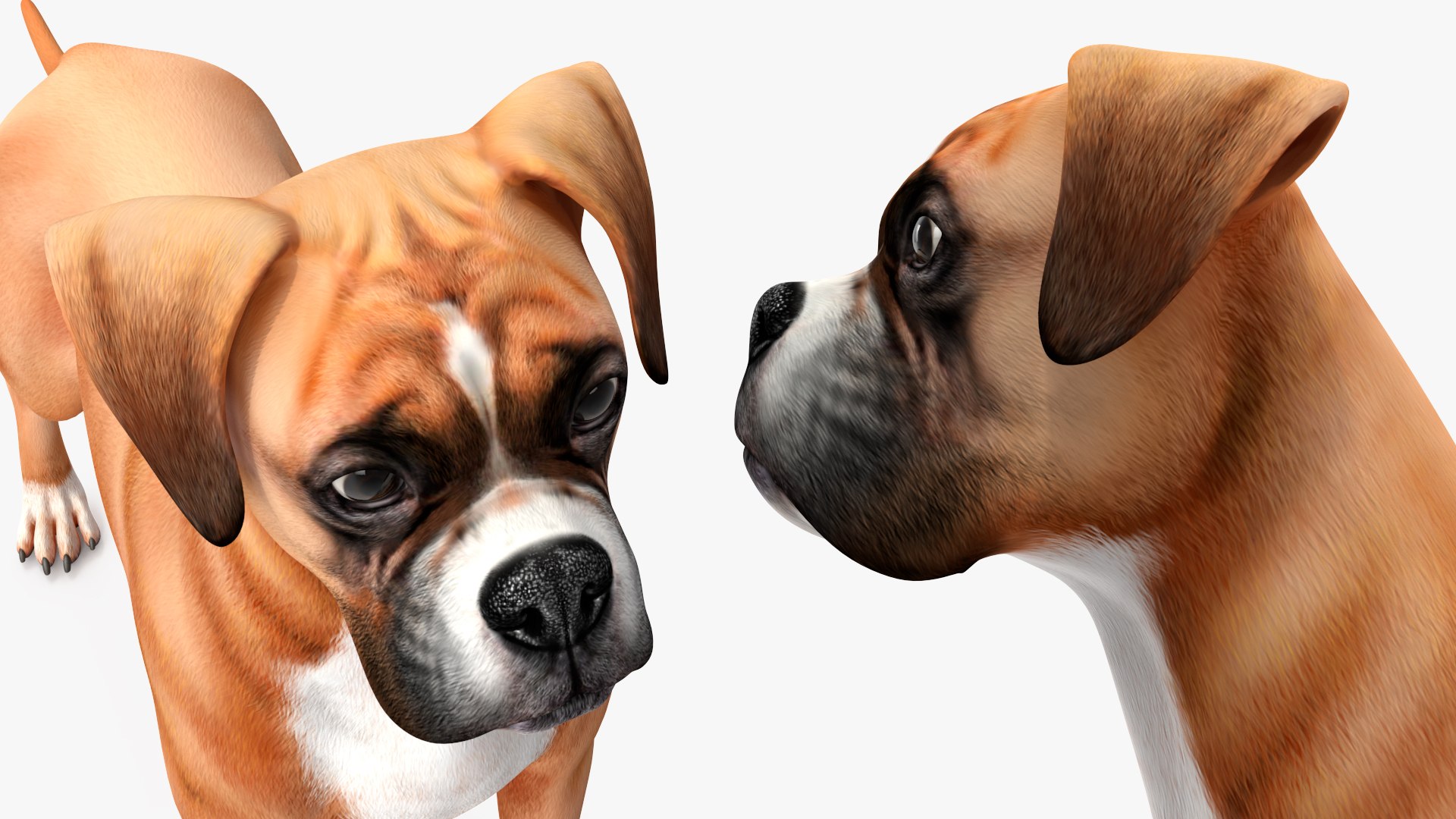 Boxer Dog For 3D Print 3D Model - TurboSquid 2282732